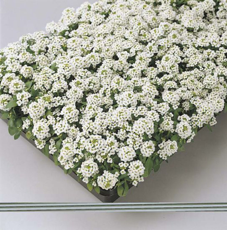 Alyssum Easter Bonnet White – Green Valley Garden Centre