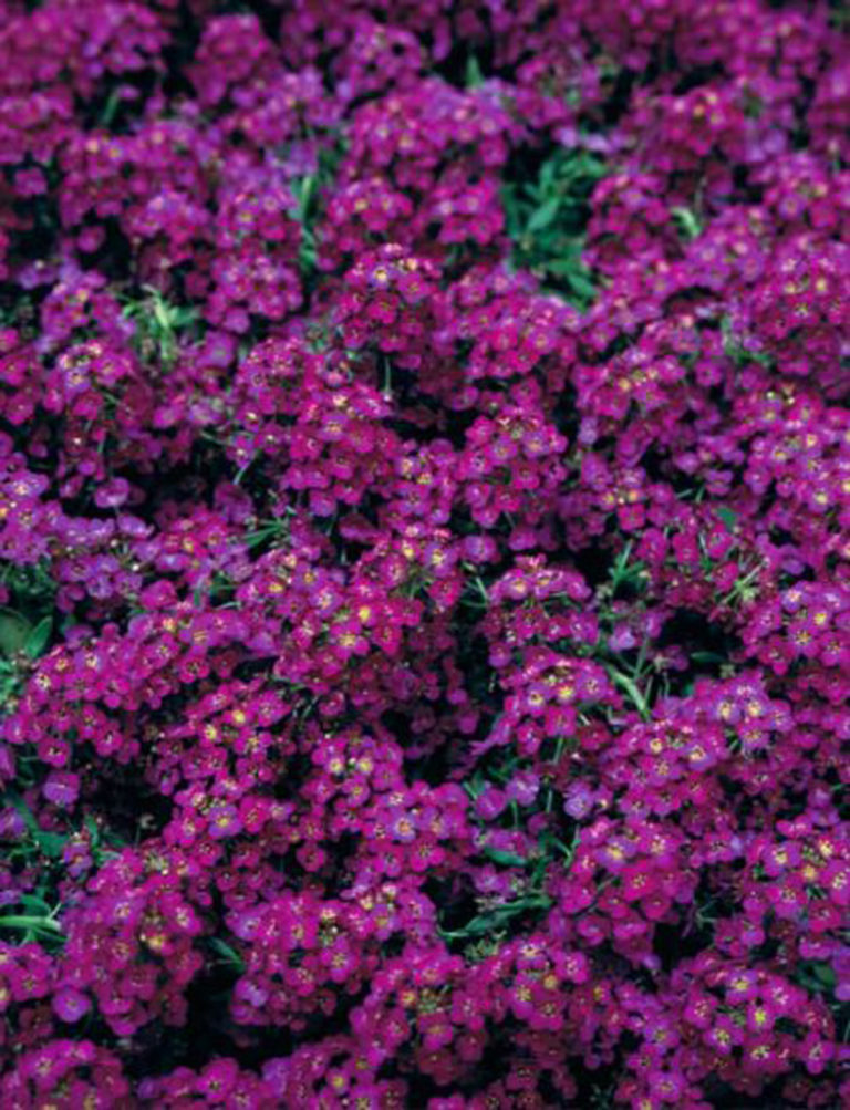 Alyssum Wonderland Deep Purple – Green Valley Garden Centre