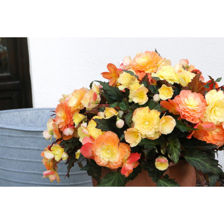 Begonia I’conia Portofino Dark Foliage Sunrise – Green Valley Garden Centre