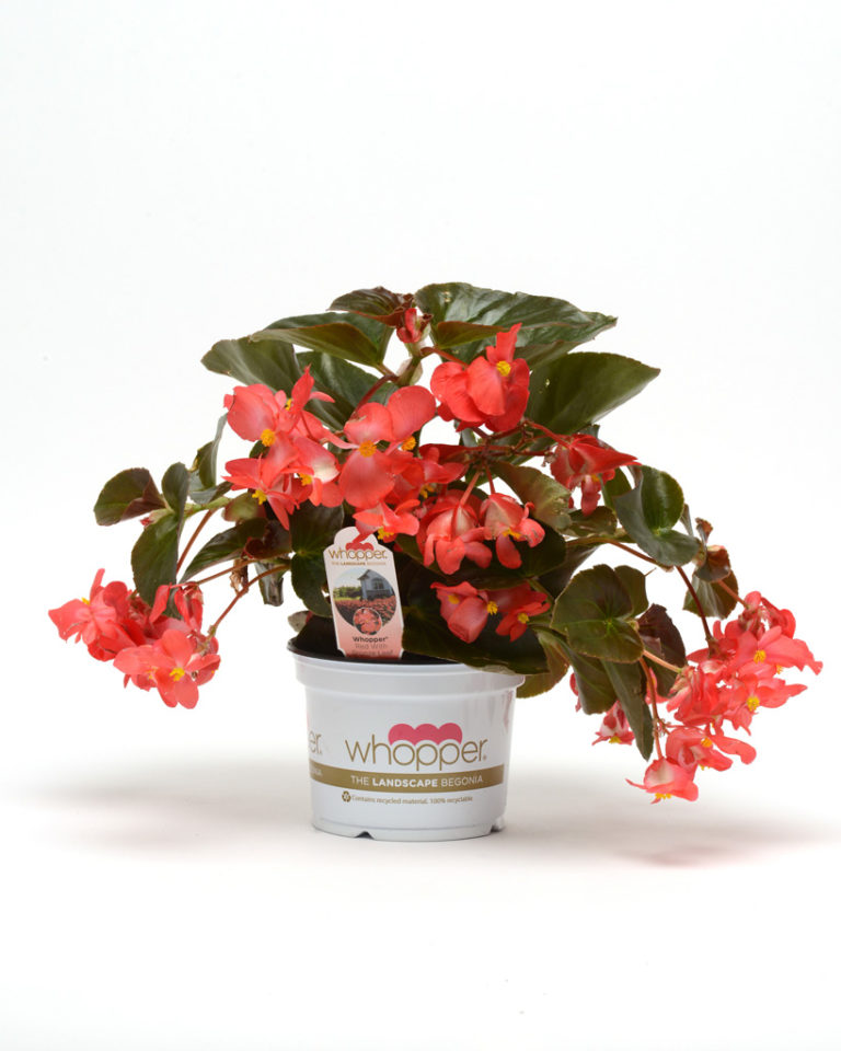 Begonia Whopper Red with Bronze Leaf – Green Valley Garden Centre