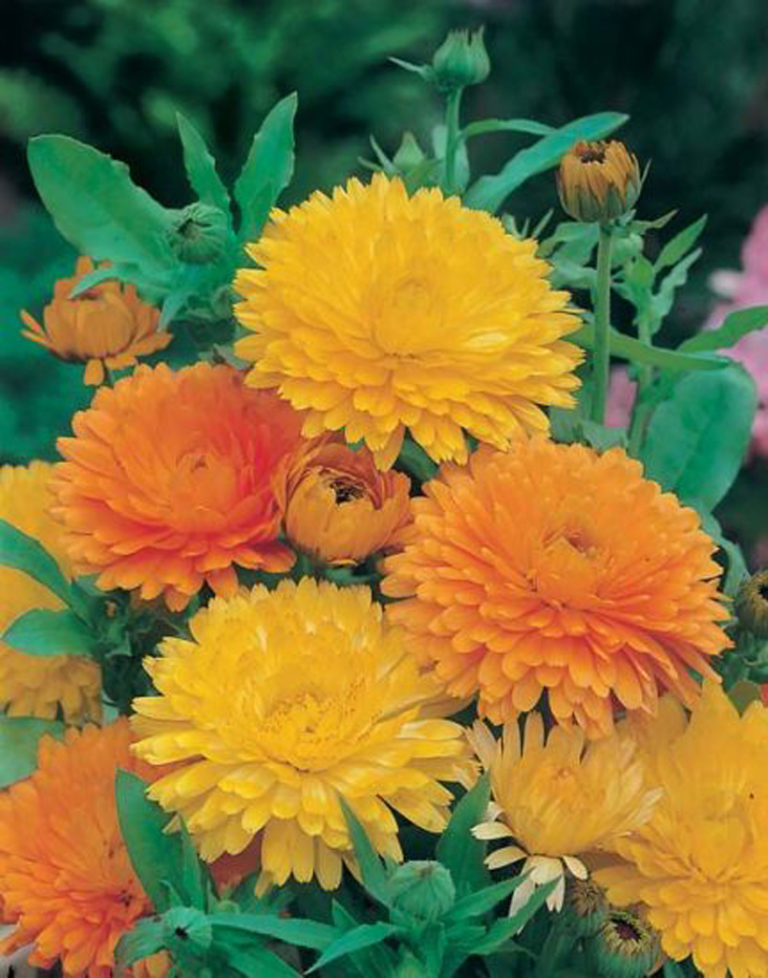 Calendula Pacific Beauty Mixed – Green Valley Garden Centre