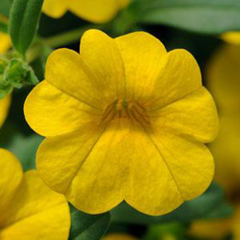 Calibrachoa Cabaret Deep Yellow – Green Valley Garden Centre