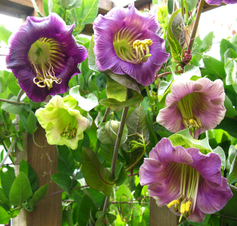 Cobaea Scandens Cup and Saucer Vine Purple – Green Valley Garden Centre