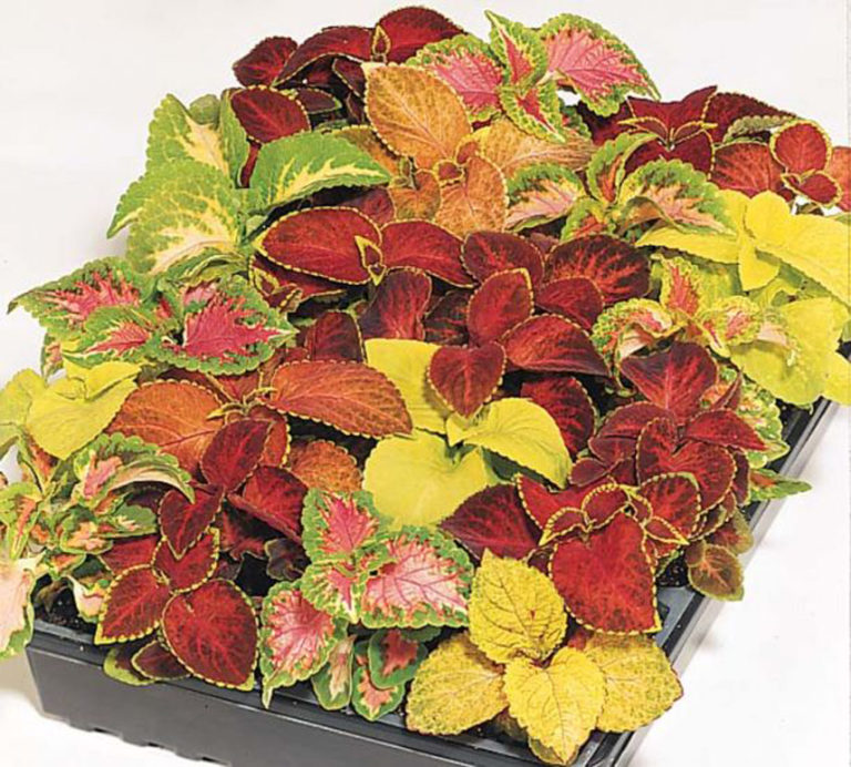 Coleus Wizard Mix – Green Valley Garden Centre