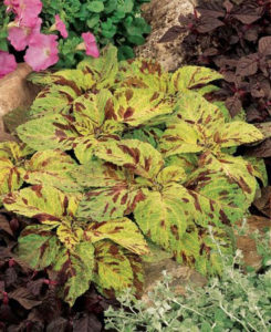 Coleus Wizard Mosaic – Green Valley Garden Centre