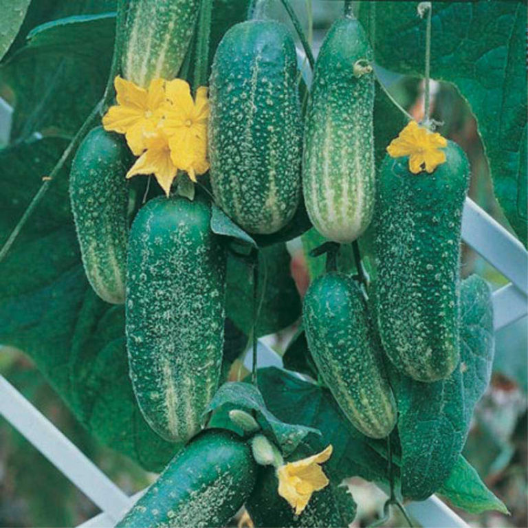 Cucumber Corentine – Green Valley Garden Centre