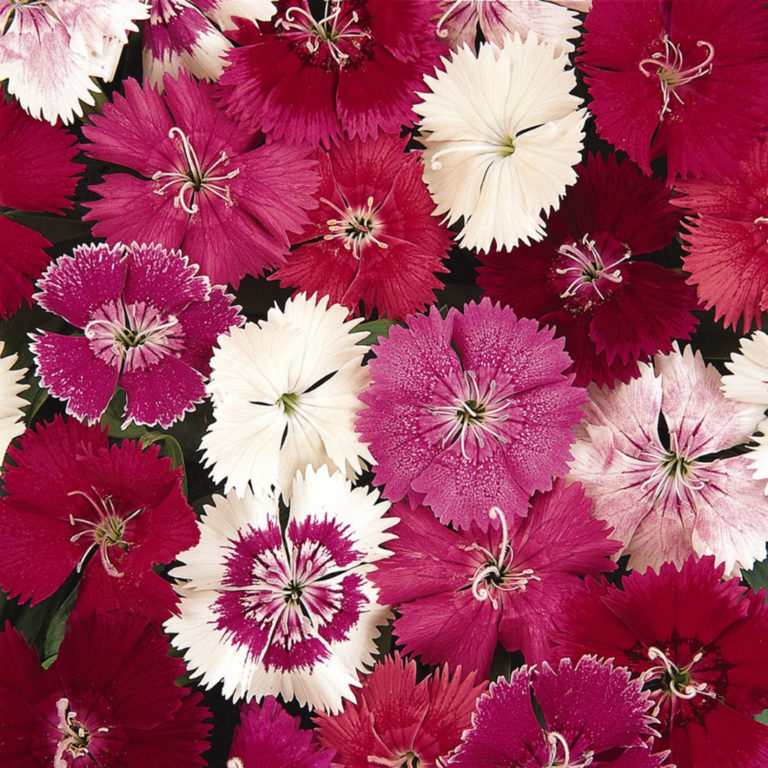 Dianthus Diamond Mix – Green Valley Garden Centre
