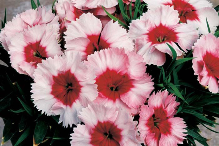 Dianthus Super Parfait Strawberry – Green Valley Garden Centre