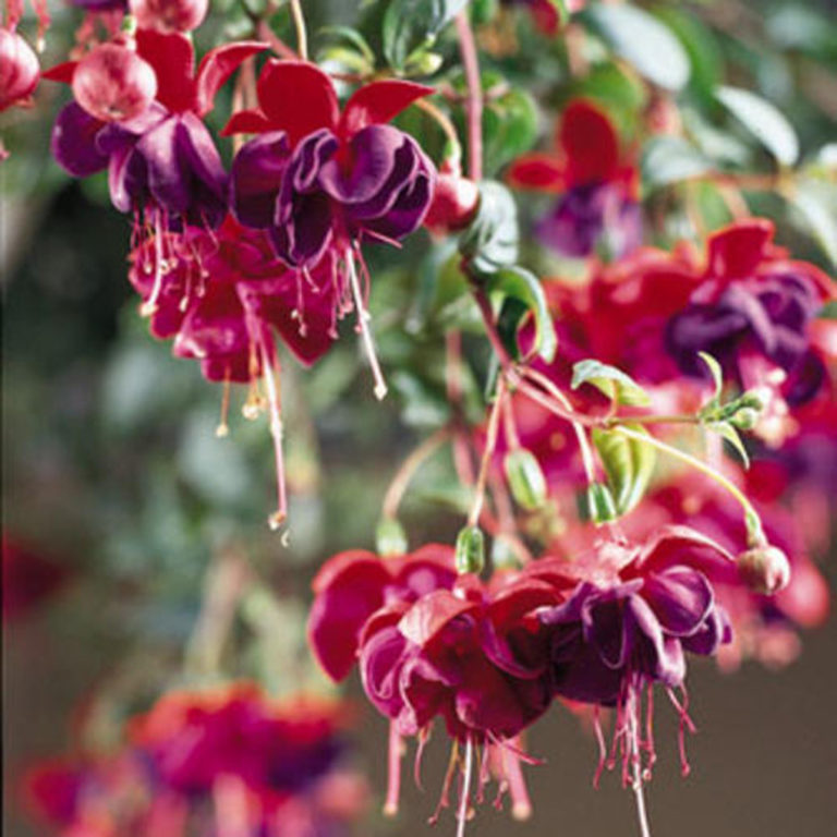 Fuchsia Trailing Dark Eyes – Green Valley Garden Centre