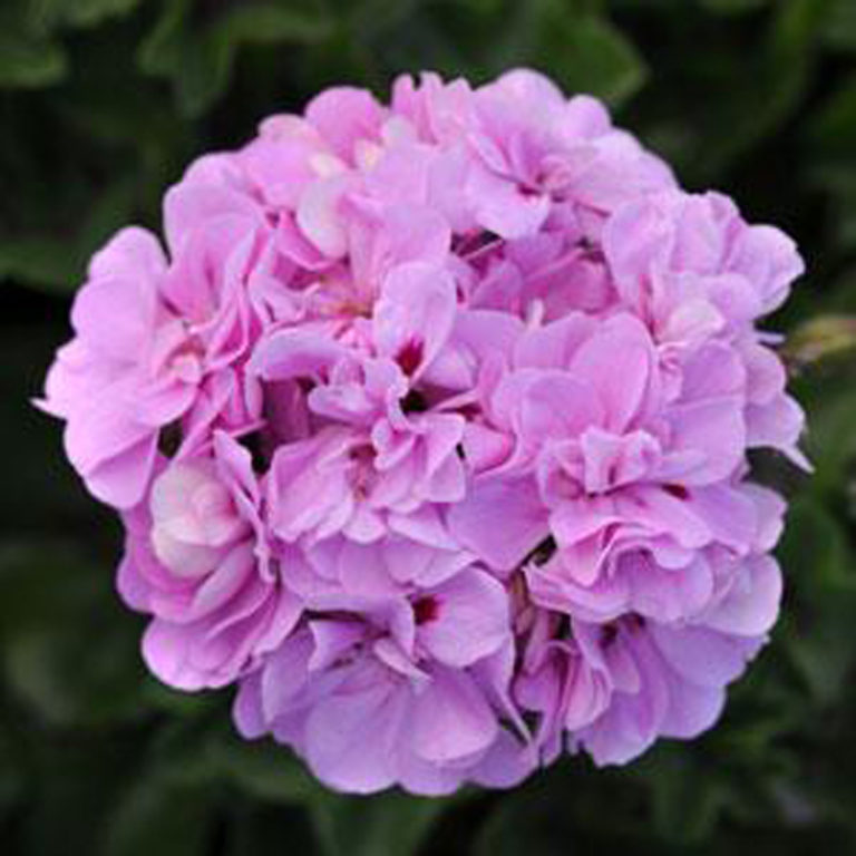 Geranium Precision Ivy Lavender Blue – Green Valley Garden Centre