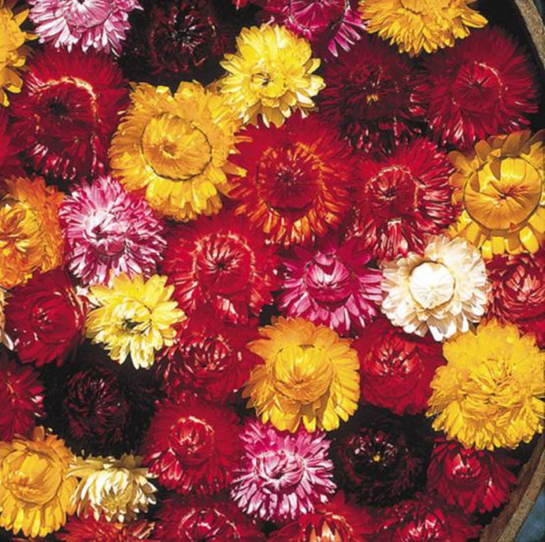 Helichrysum Mix – Green Valley Garden Centre