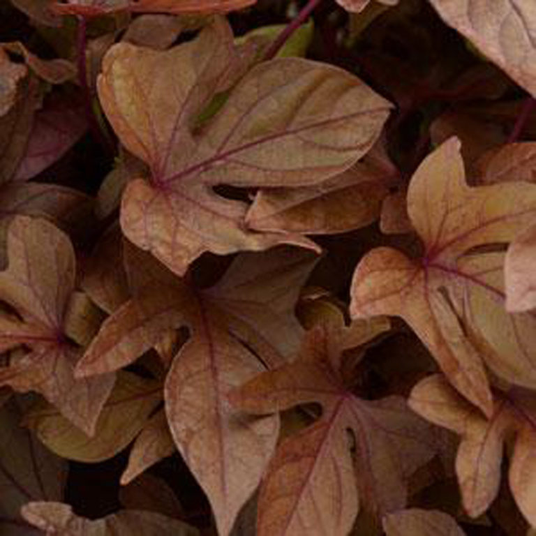 Ipomoea SolarPower Red – Green Valley Garden Centre