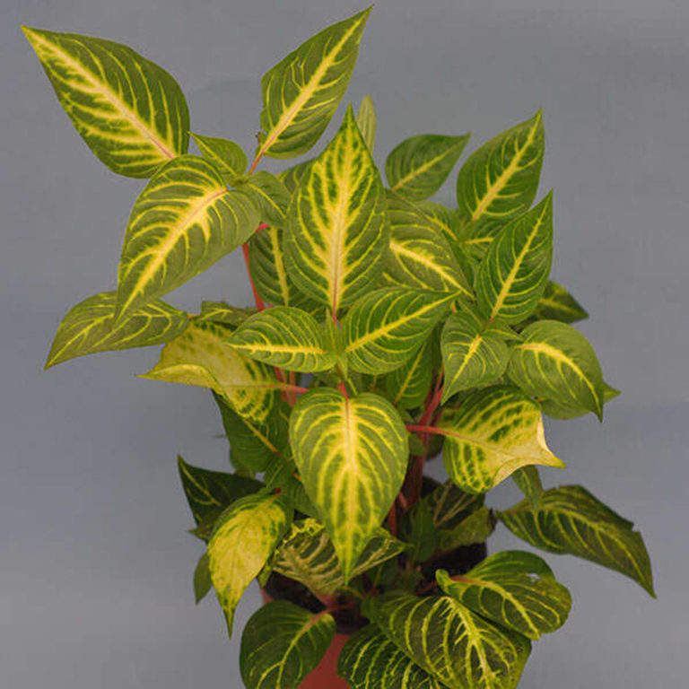 Iresine Variegated Heart – Green Valley Garden Centre