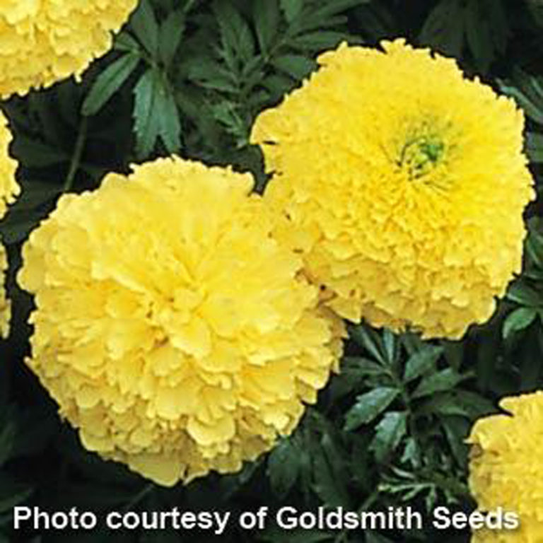 Marigold Inca Primrose II – Green Valley Garden Centre
