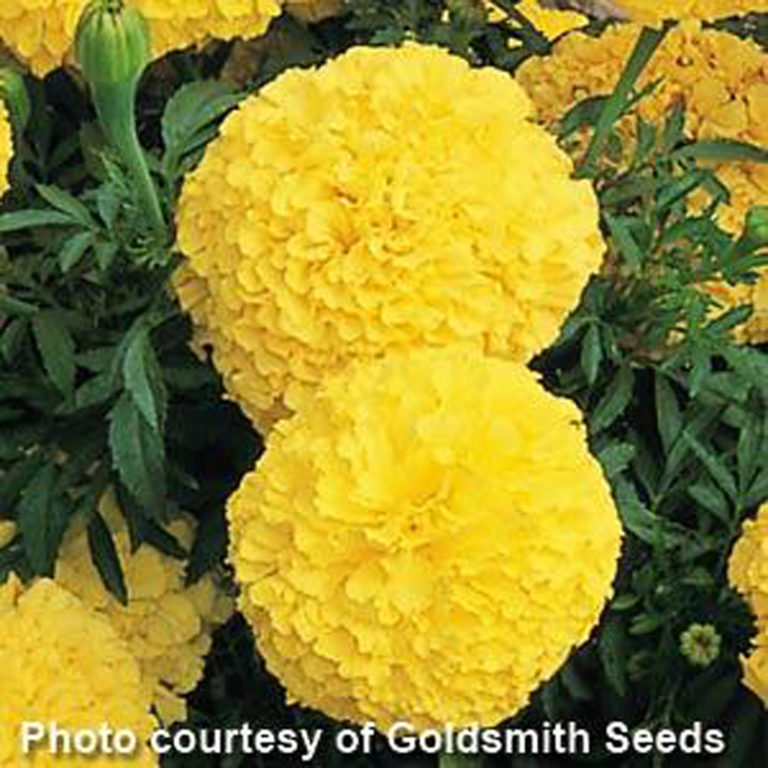 Marigold Inca Yellow II – Green Valley Garden Centre