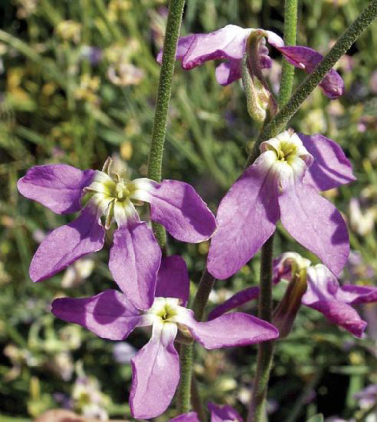 Matthiola Bicornis Evening Scented Night Stock – Green Valley Garden Centre