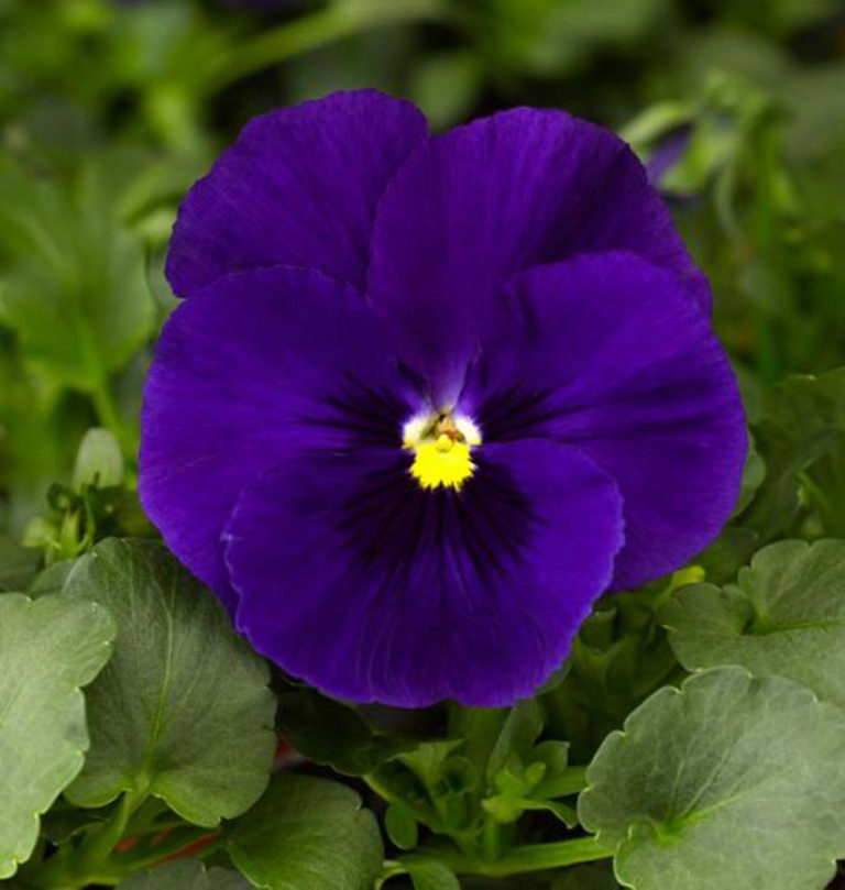 Pansy Delta Premium Deep Blue – Green Valley Garden Centre