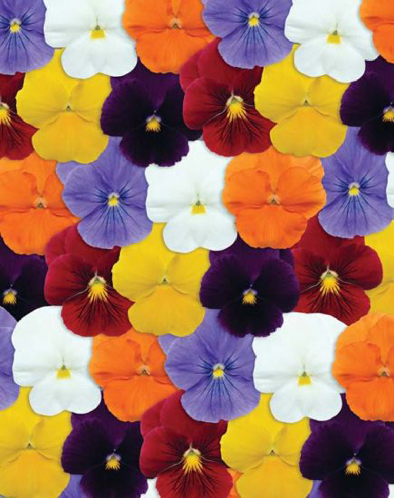 Pansy Panola Clear Mix – Green Valley Garden Centre