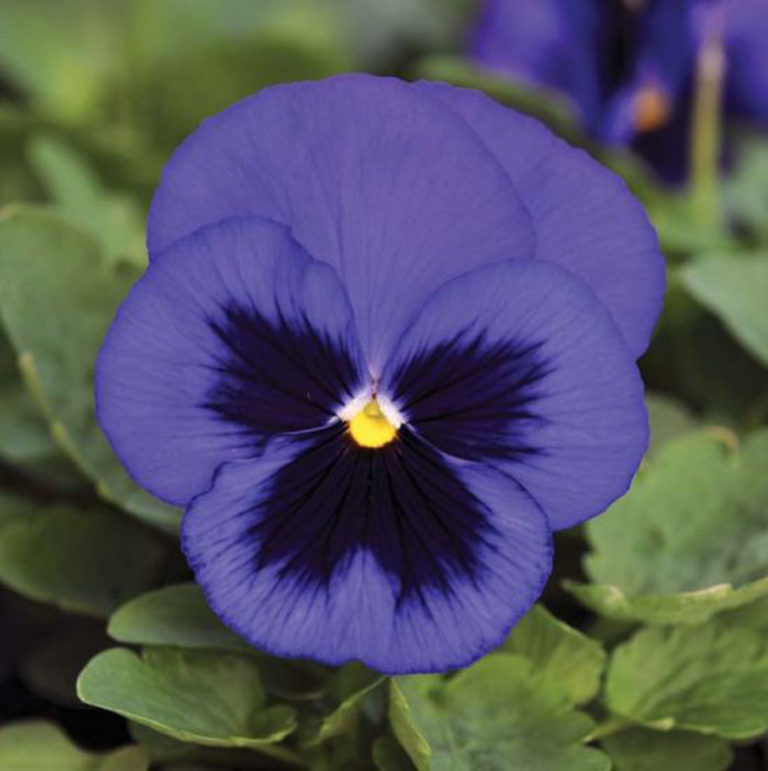 Pansy Spring Matrix Blue Blotch F1 – Green Valley Garden Centre