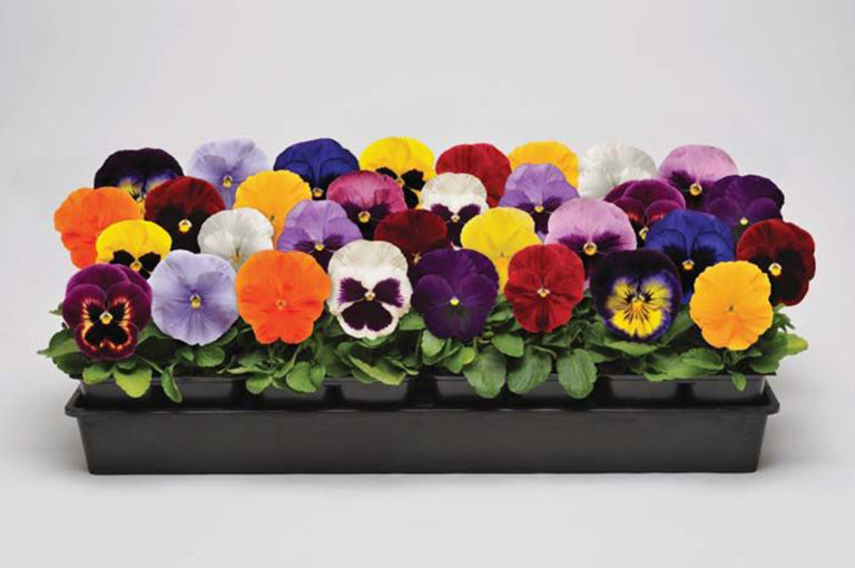 Pansy Spring Matrix Mix – Green Valley Garden Centre