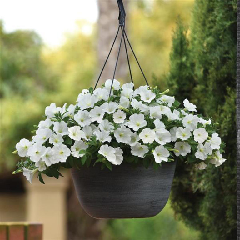 Petunia ColorRush White – Green Valley Garden Centre