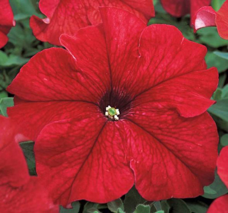 Petunia Tritunia Red – Green Valley Garden Centre
