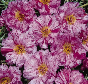 Portulaca Sundial Peppermint – Green Valley Garden Centre