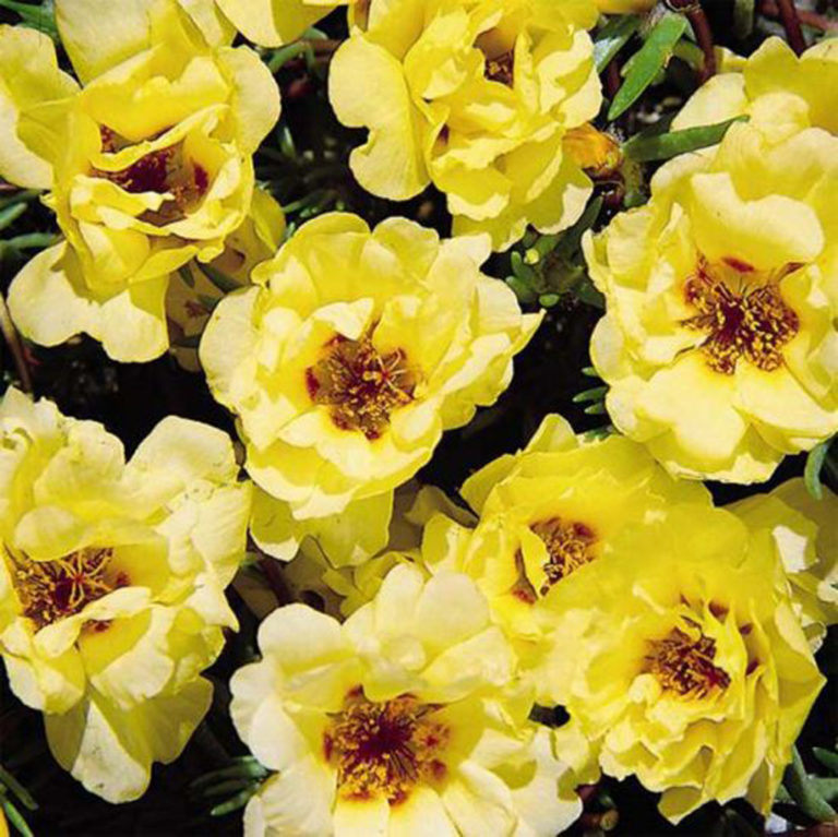 Portulaca Sundial Yellow – Green Valley Garden Centre