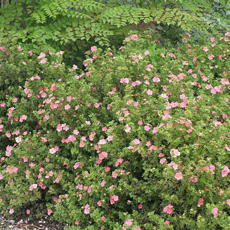 Potentilla Pink Beauty – Green Valley Garden Centre