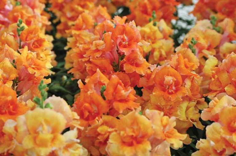 Snapdragon Twinny Bronze Shades – Green Valley Garden Centre