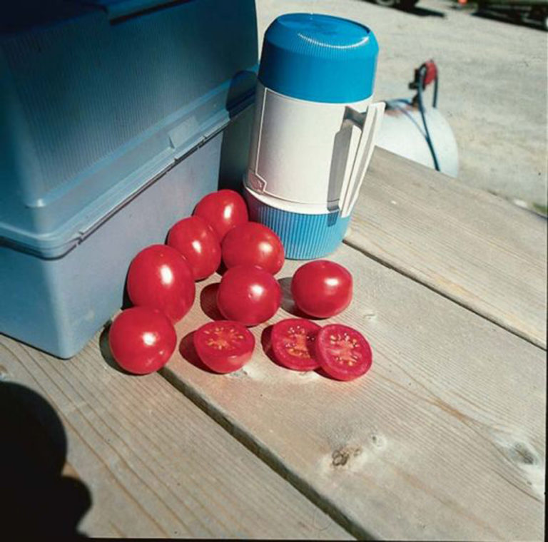 Tomato Lunch Box – Green Valley Garden Centre