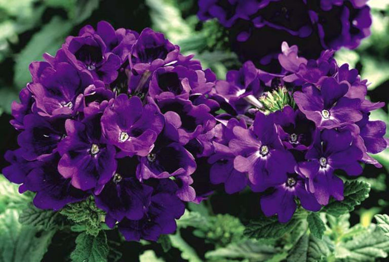 Verbena Tuscany Blue – Green Valley Garden Centre