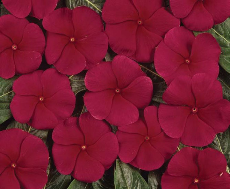 Vinca Pacifica Dark Red – Green Valley Garden Centre
