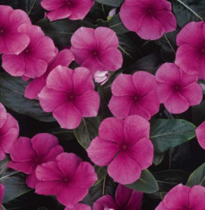 Vinca Pacifica Punch – Green Valley Garden Centre