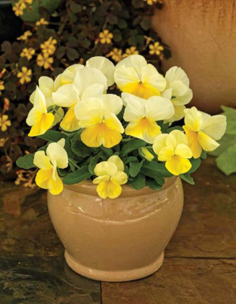 Viola ColorMax Lemon Splash – Green Valley Garden Centre