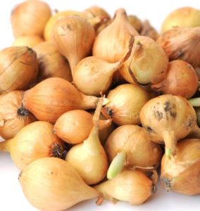 Onions Multipliers – Green Valley Garden Centre