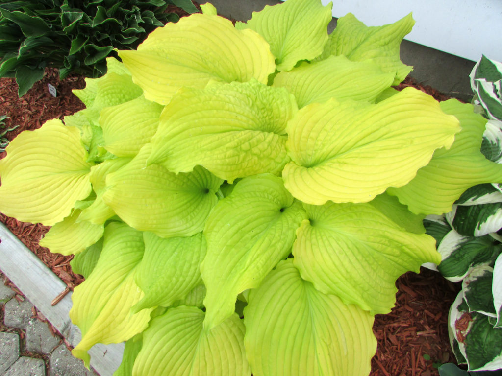 Hosta Dancing Queen – Green Valley Garden Centre