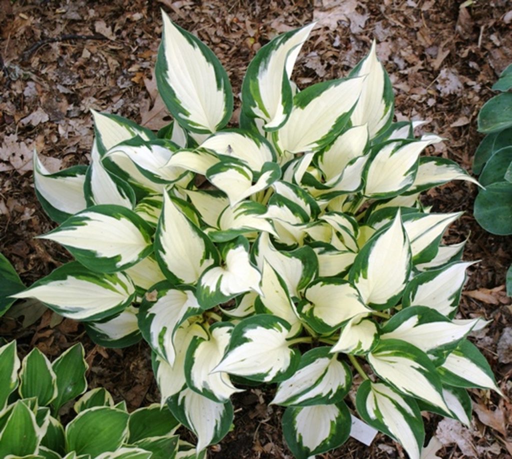 Hosta Fire and Ice – Green Valley Garden Centre