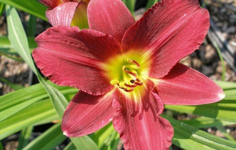 Hemerocallis Daylily Ruby Stella – Green Valley Garden Centre