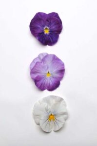 Pansy Spring Matrix Lavender Shades/Pink Shades – Green Valley Garden ...