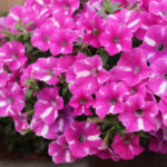 Petunia Crazytunia – Mayan Sunset – Green Valley Garden Centre